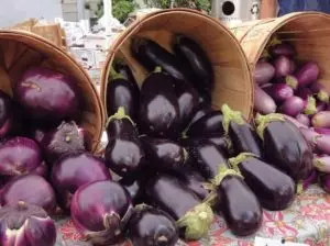 The most popular and yields of eggplant varieties for growing in open ground and seed selection rules