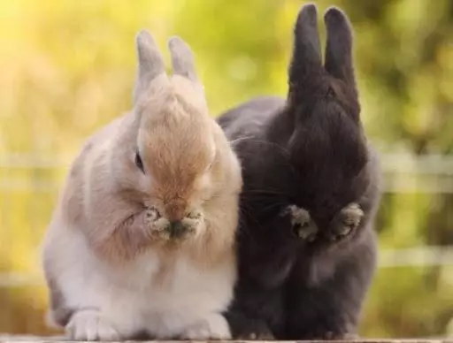 Dua kelinci