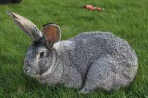 灰色の巨人のウサギの説明と特徴、それらを繁殖させる方法