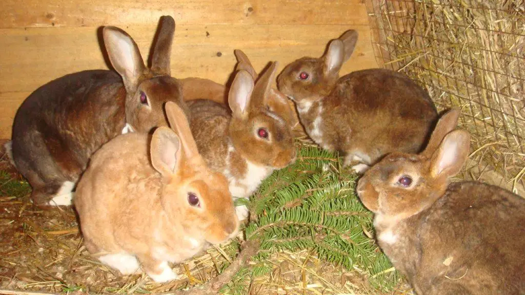 Rabbits xwarin