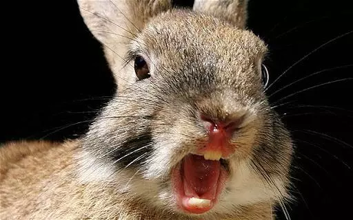 šialený králik