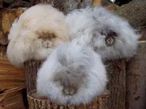 Beschreibung und Merkmale der Kaninchen der Angora-Rasse, Inhaltsregeln