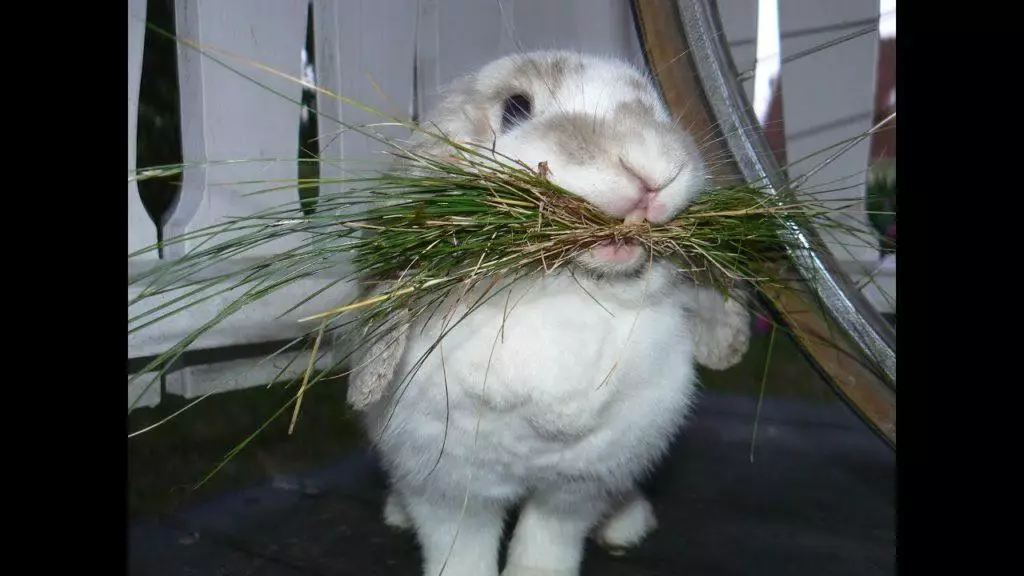 Rabbits Feeding