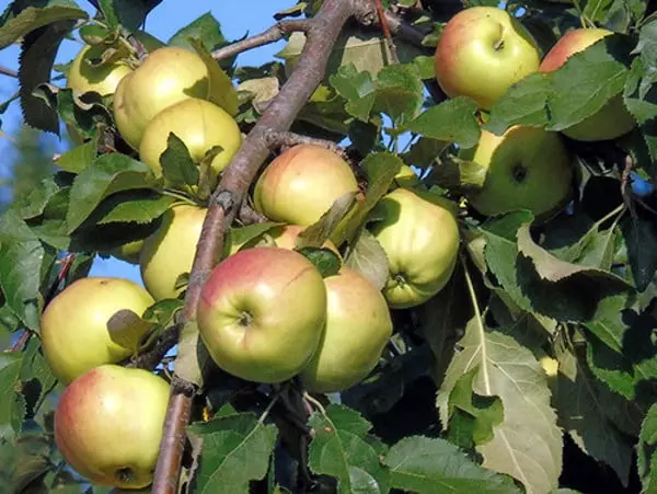 Äppelträd frach