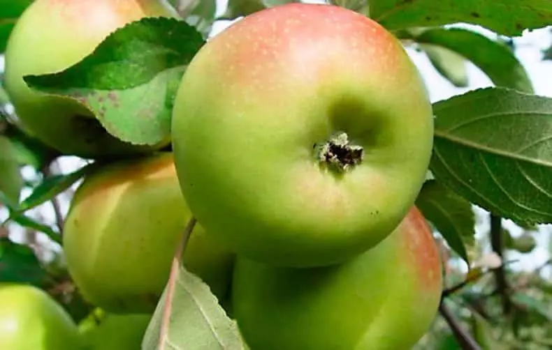 Tangkal Apple