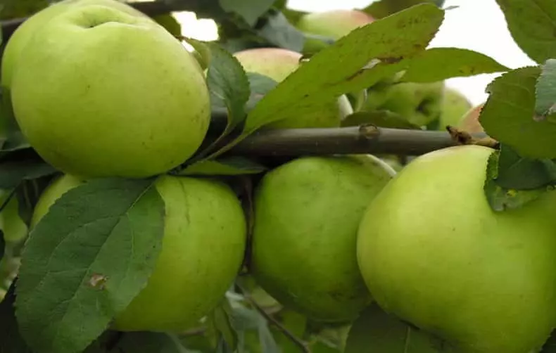 Apple Tree Frach