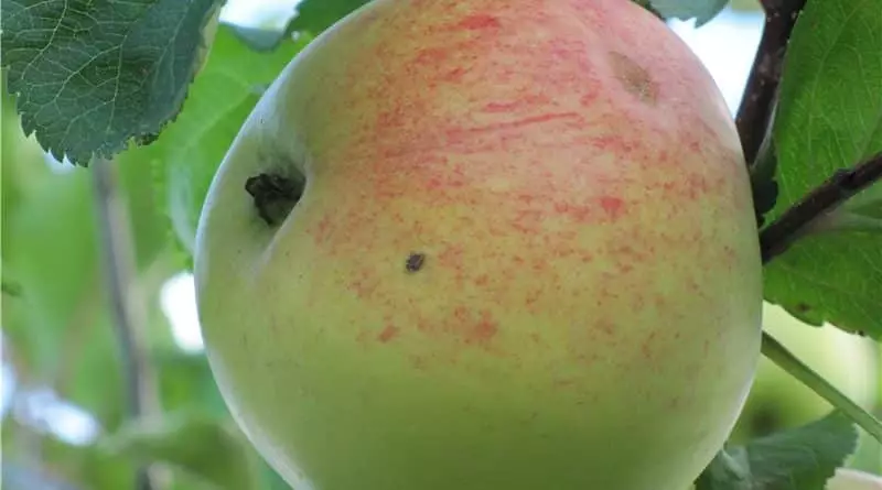 Apple Tree Moch