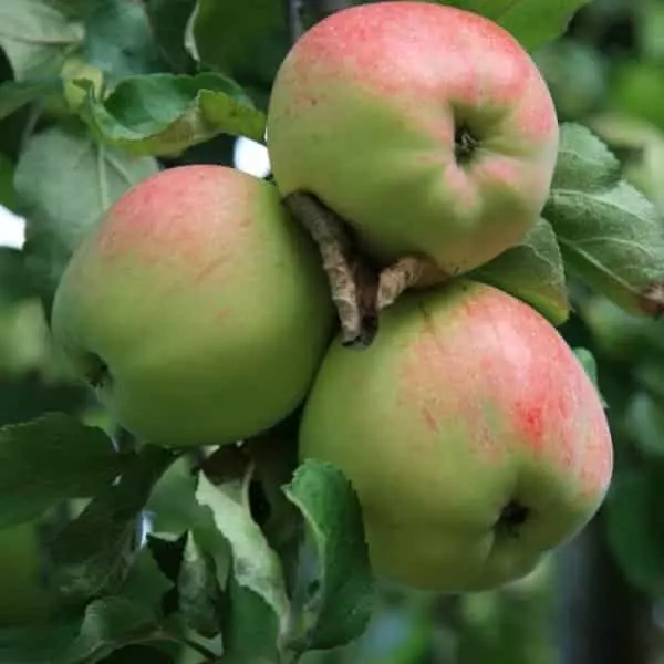 Apple Tree Frach.