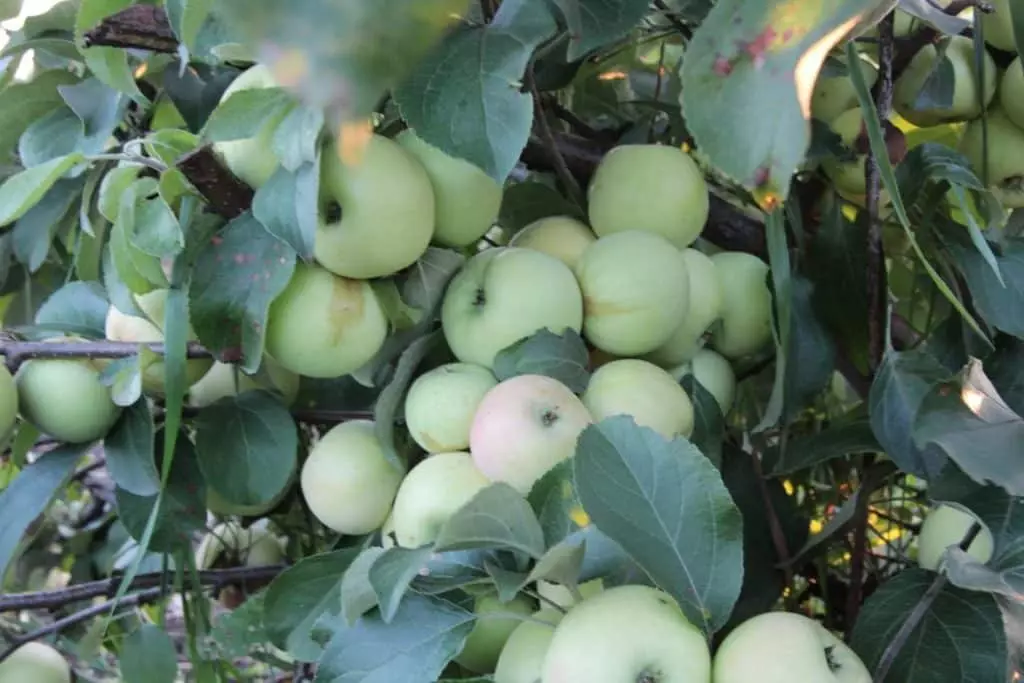 Árbol de manzana Frach