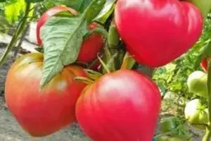 Përshkrimi i helmetës së rozë të domates, karakteristike e saj