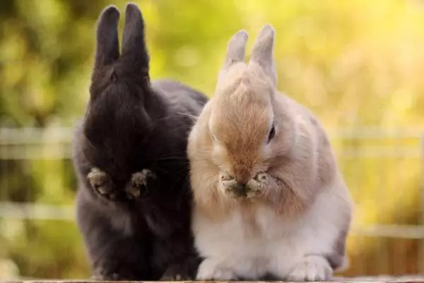 دو خرگوش