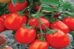 Opis różnorodności pomidorów Marlushka, cechy rosnącego i opieki