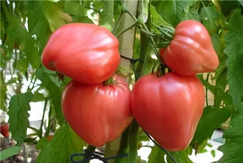Stipri pomidorai