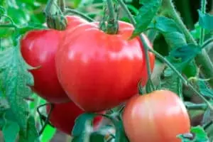 Mô tả về sự đa dạng của cà chua Juliet, đặc điểm của nó