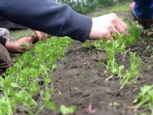 Como cortar as zanahorias no chan aberto no xardín