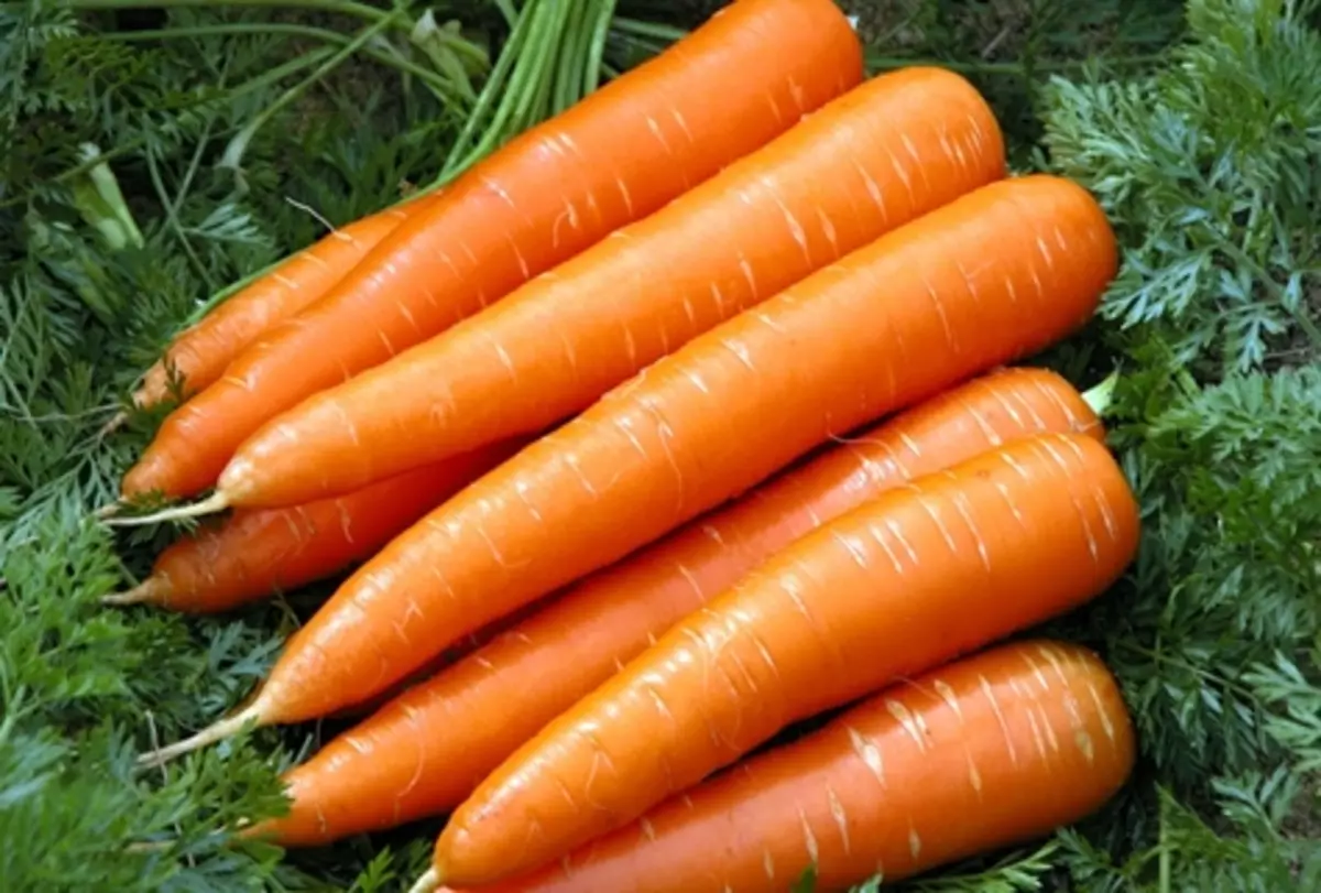 Καρότο στον κήπο λαχανικών