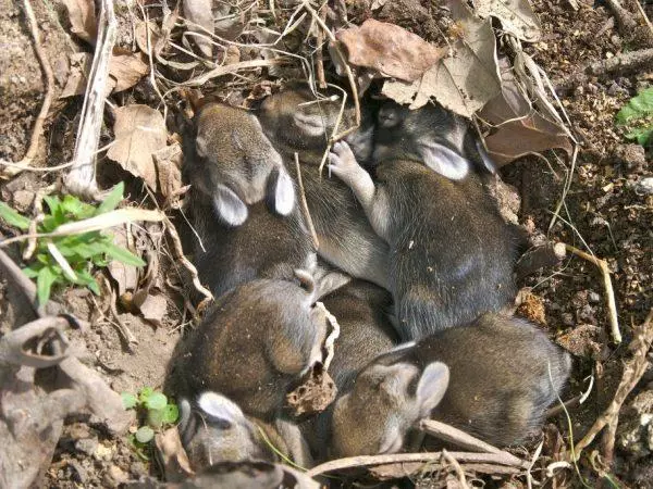 Малки зайци.