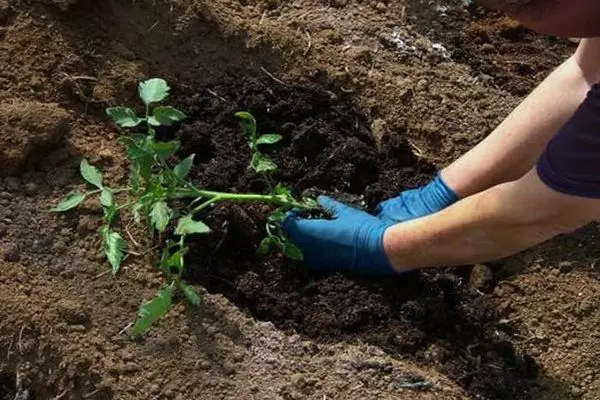 Plantation de tomate