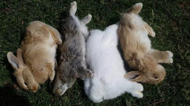 Friske kaniner