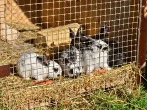 Tamanhos de densidade para coelhos e como fazer um alimentador faz você mesmo