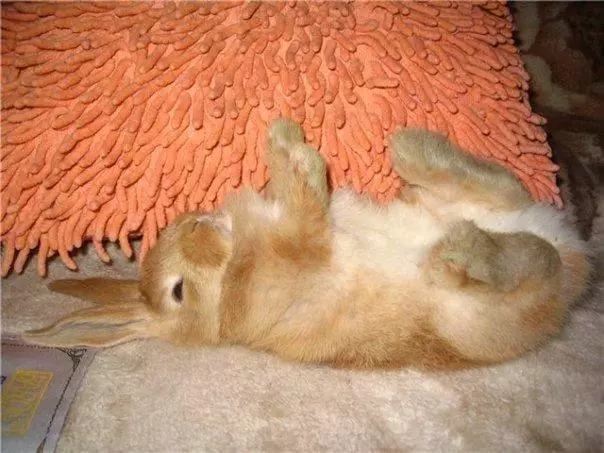 ウサギが亡くなった