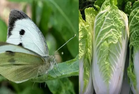 Pest caută un scop