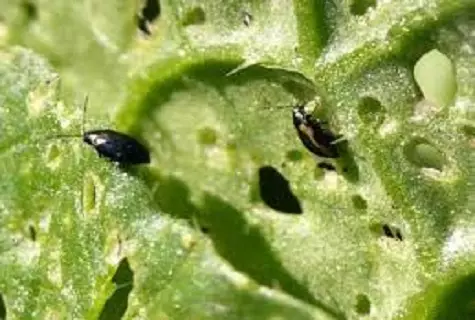 Ħaddiema Beetles