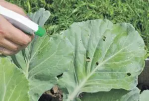 Byiza gukemura cabbage kugirango urinde udukoko