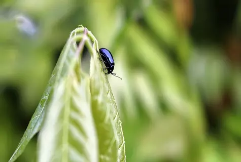 കീടങ്ങളിൽ