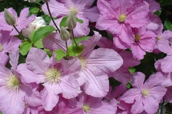 Clematis de basi.