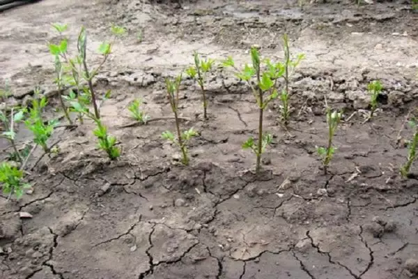 Saplings i henhold til ordningen