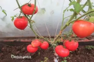 Descrierea tomatei de tomate și a caracteristicilor sale