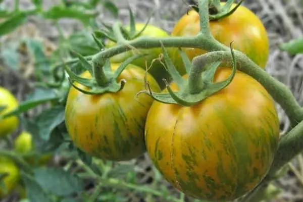Yaşıl pomidor
