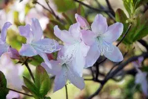 Priskribo kaj karakterizaĵoj de Rhododendron Shlippenbach, surteriĝo kaj kreskado