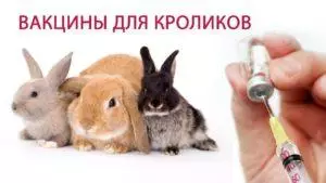 Petunjuk penggunaan vaksin VGBK untuk kelinci, jenis vaksinasi dan dosis