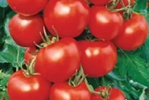 Томан помидор
