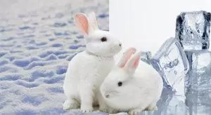 ¿Es posible dar conejos en invierno en lugar de nieve y rasgos de canto en el frío?
