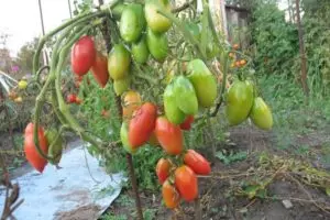 Tomato Tomato Faʻavasegaina Northy Beauty, o lona tuputupu aʻe ma le tausiga