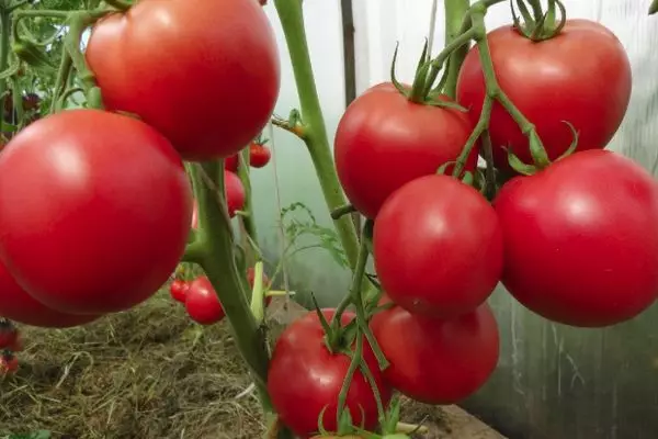 Tomaten yn in glêstún