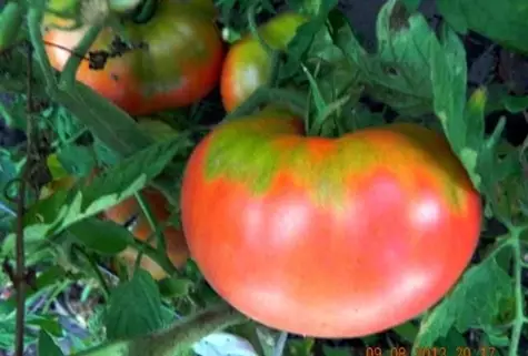 Tomato-arbustaj rozkoloraj vangoj