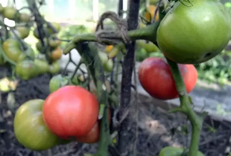 עגבניות, ורוד, לחיים, בגינה