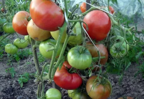 Tomato rozkoloraj chucks en malferma grundo