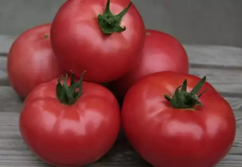 Pomidorų Cybo ant stalo