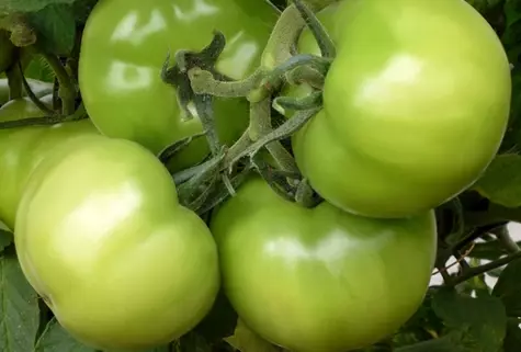 Bushes Tomate Kibbo