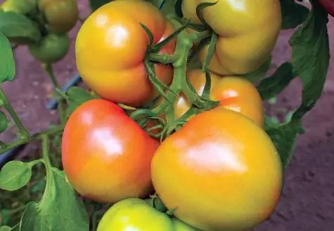 Žuti rajčica Kibbo