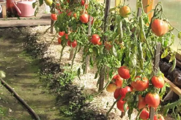 Pomidom tomat tomati