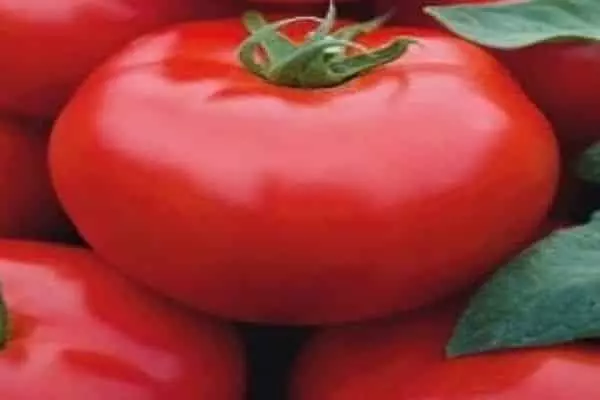 Tomatid ja nende kahjurid