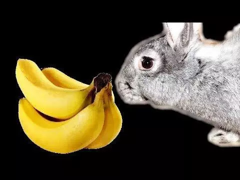 Conejos plátanos