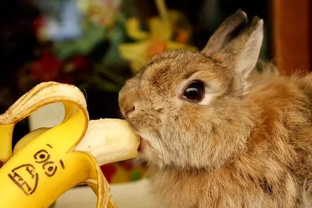 Rabbit pisang.
