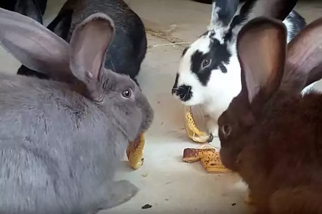 Tavşan besleme